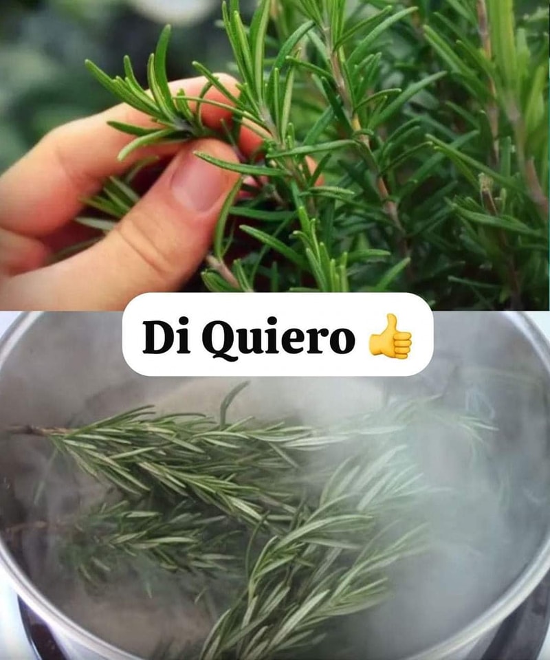 Estas son las propiedades y los beneficios del romero - Natureview