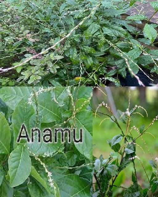 Anamú: Una Planta Milagrosa Con Increíbles Propiedades Medicinales - Natureview