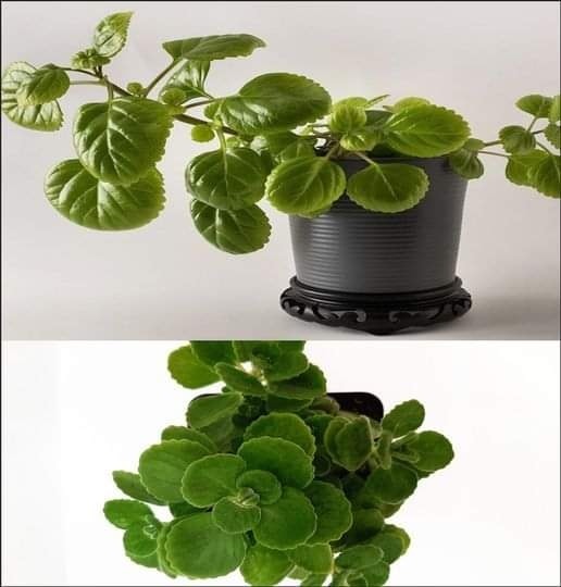 Si tienes una de estas plantas en casa entonces cuídala porque tienes ...