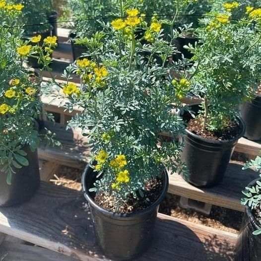 La magia de la ruda: la planta que debes tener en casa. - Natureview