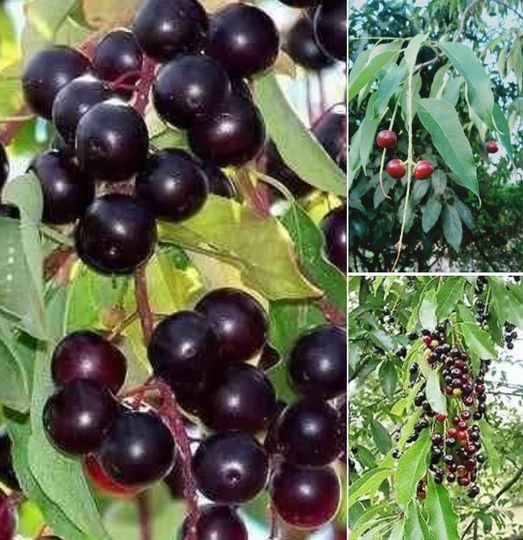 EL CAPULÍN: UN TESORO NATURAL EN PELIGRO DE EXTINCIÓN - Natureview