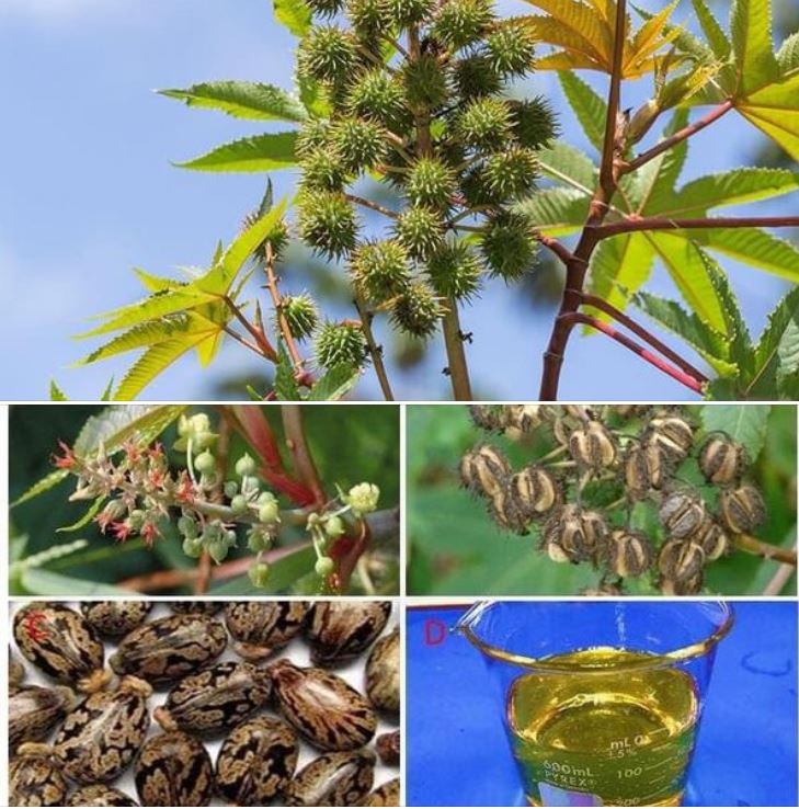 Aceite de Higuereta: Cómo Usarlo para Mejorar tu Salud y Transformar tu ...