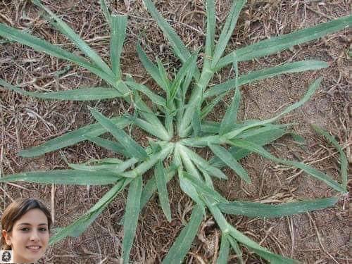 Hierba de Ganso! Si tienes esta planta en tu casa o tu vecino, tienes ...
