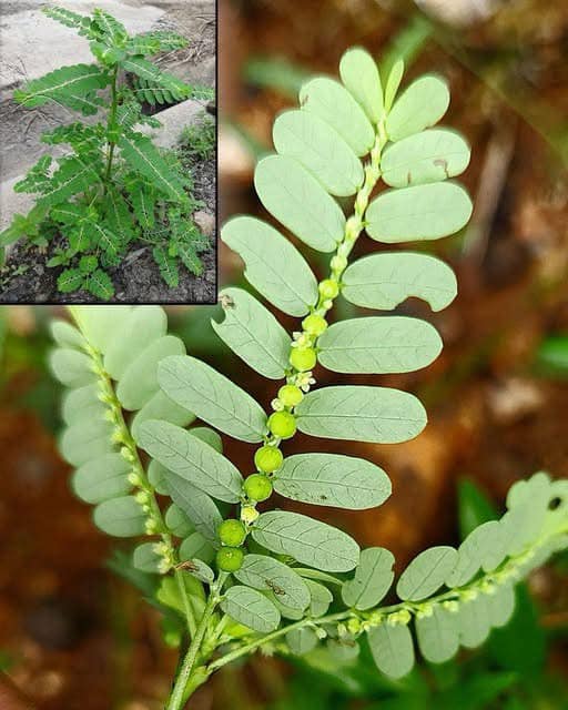 Stone Breaker: Beneficios, Propiedades y Recetas Naturales - Natureview