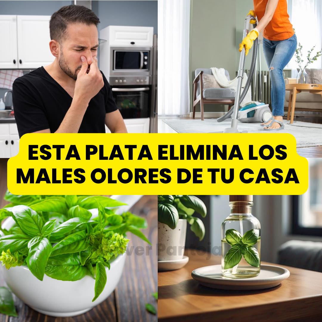 Mezcla que quita el mal aroma del ambiente! ¡La casa huele rico 24 ...