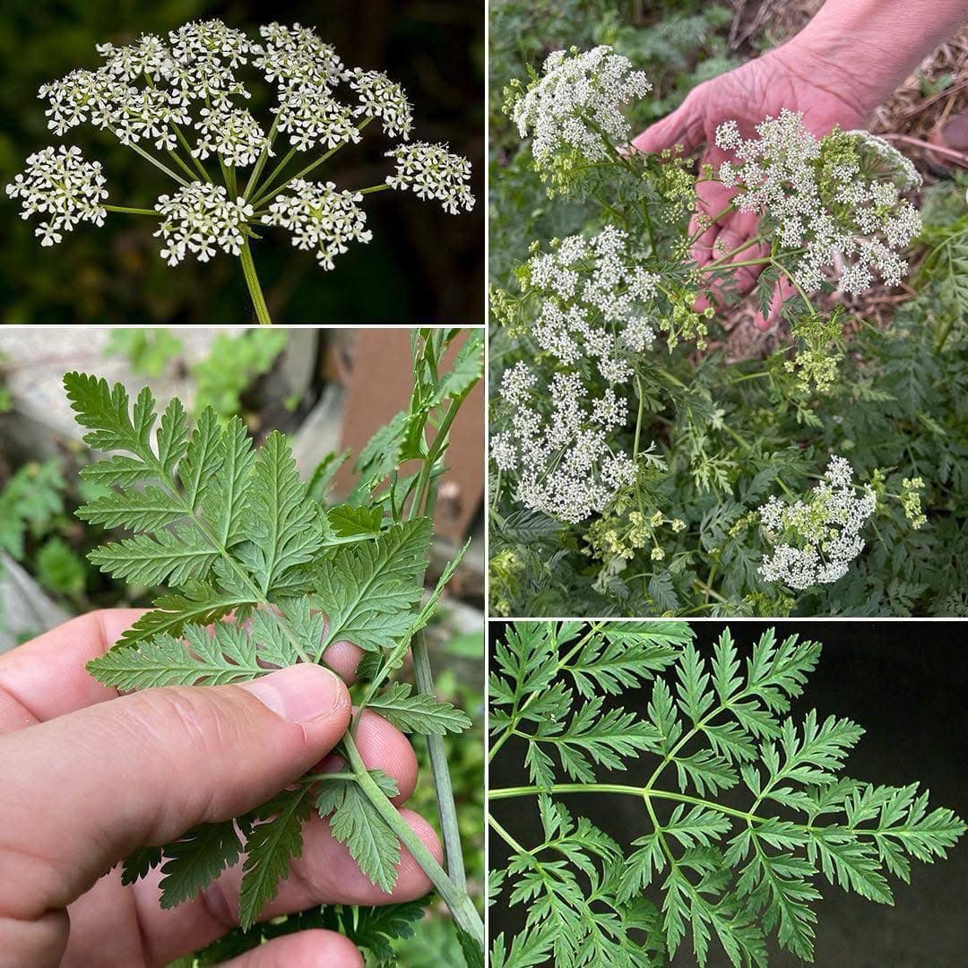 El peligro oculto de la cicuta (Conium maculatum): ¿Por qué es tan ...