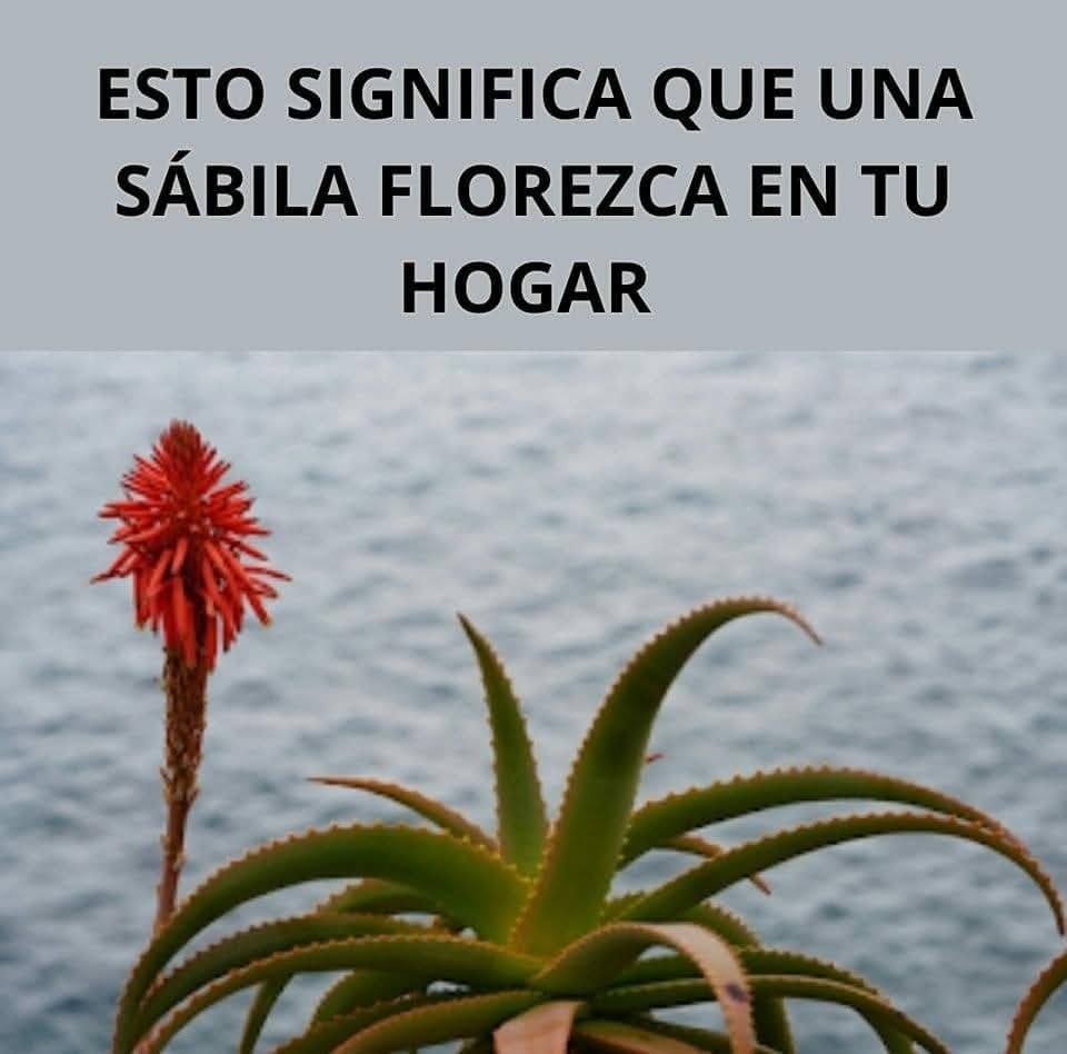 ¿Por qué Florece la Sábila? Descubre el Misterio Detrás del Aloe Vera ...