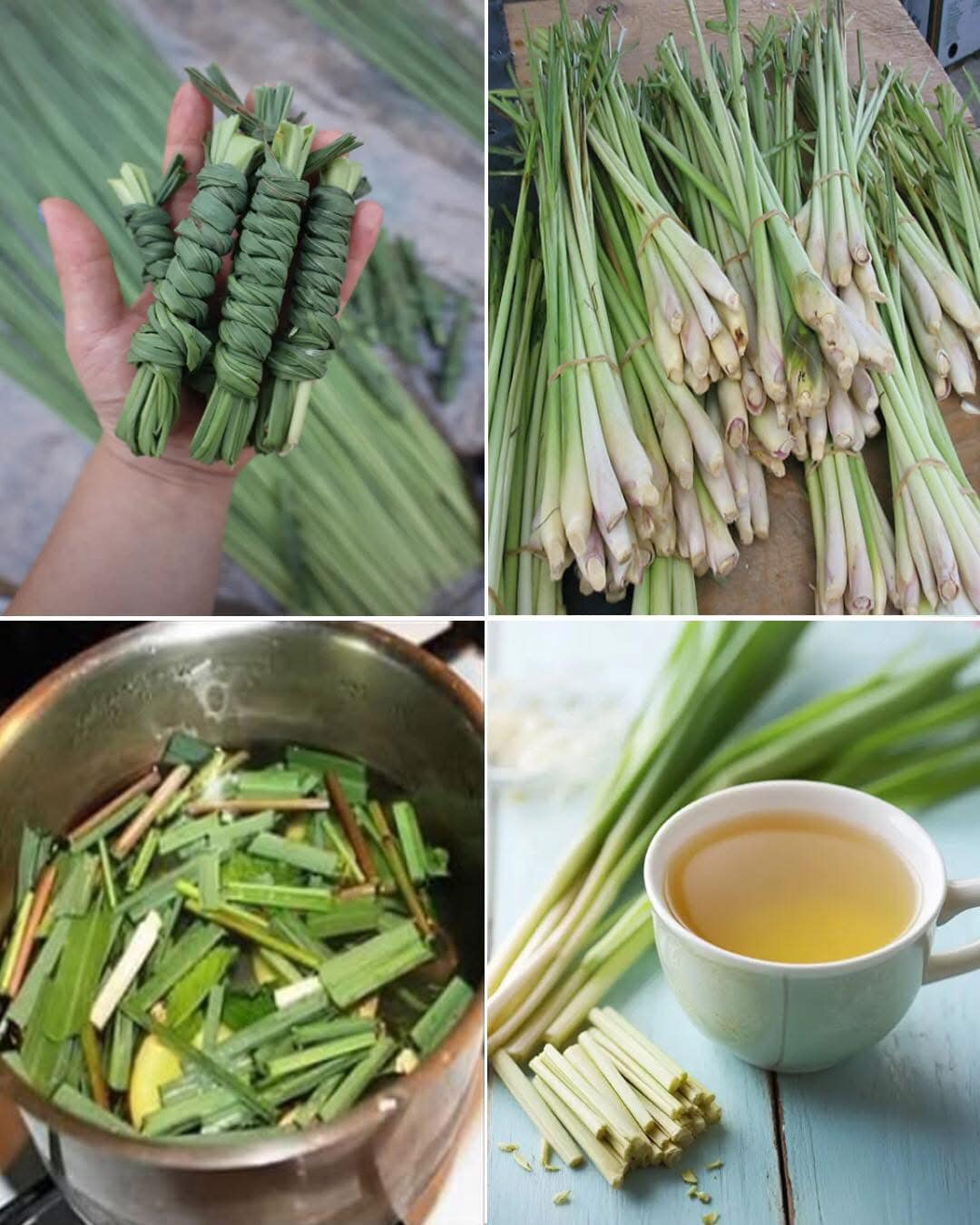 Hojas de limoncillo: beneficios y usos impactantes para la salud ...