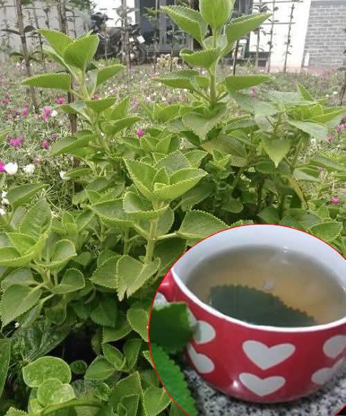 Si tienes esta planta en tu casa, tienes un tesoro y no lo sabías ...