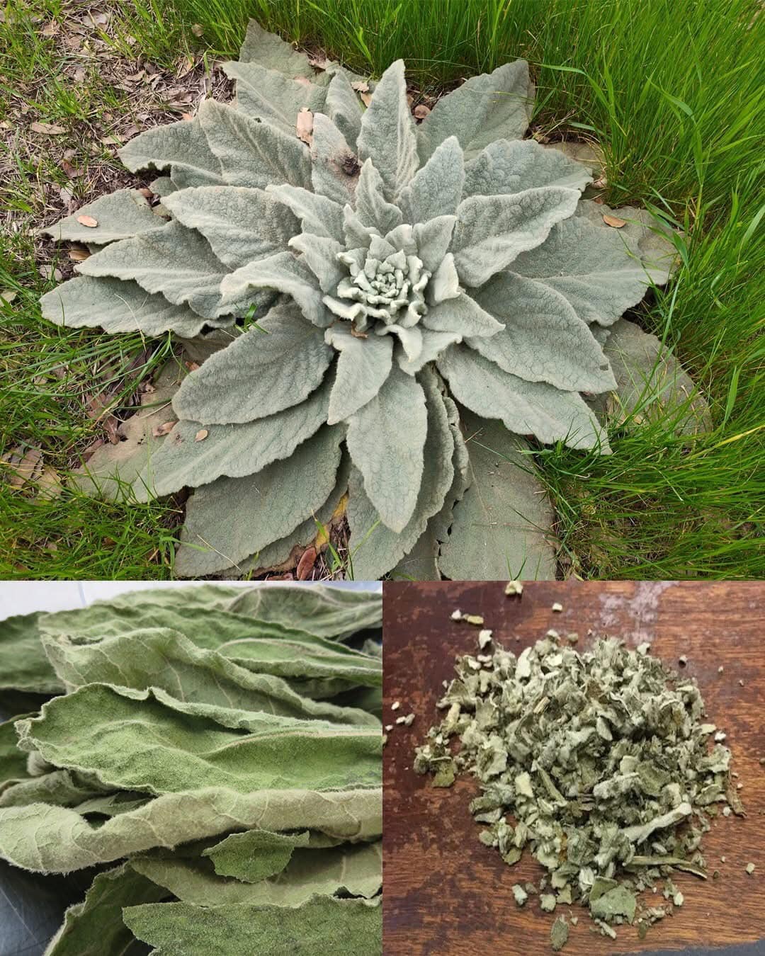 gordolobo una planta medicinal con beneficios increibles para tu salud ...