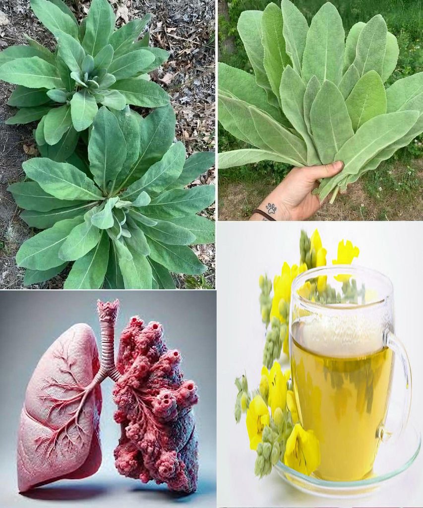 Gordolobo: 18 Beneficios de sus Hojas, Flores y Raíces + 3 Recetas y ...