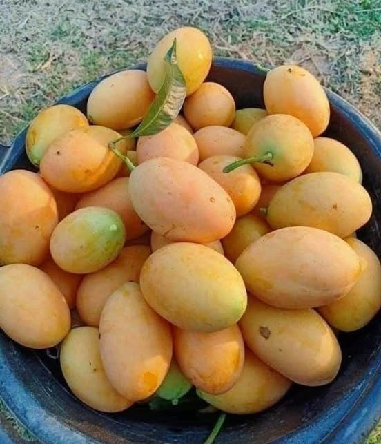 8 Beneficios de Comer un Mango al Día que No Conocías - Natureview